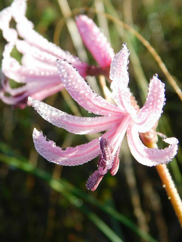 Mountain Nerine from Buffaloridge Genadendal, 7234, South Africa on May ...