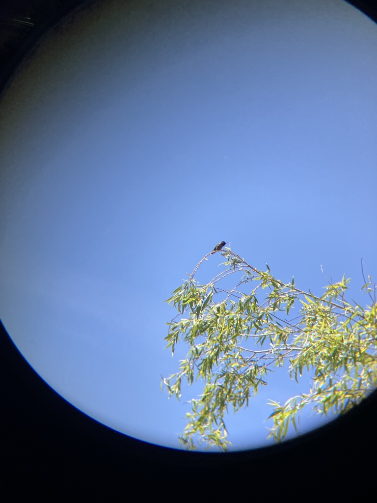Anna's Hummingbird from University of Washington, Seattle, WA, USA on ...