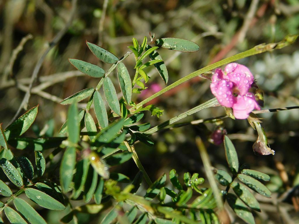 Cape Hoarypea from Buffaloridge Genadendal, 7234, South Africa on May 9 ...