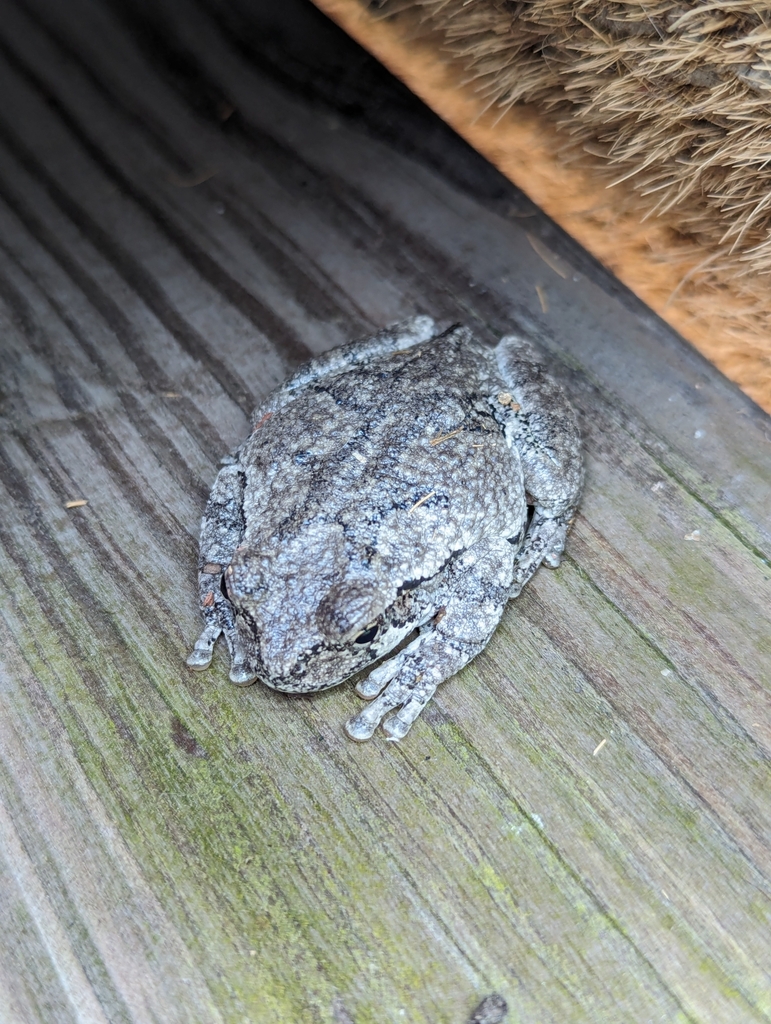 Gray Treefrog in May 2024 by dermapterans · iNaturalist
