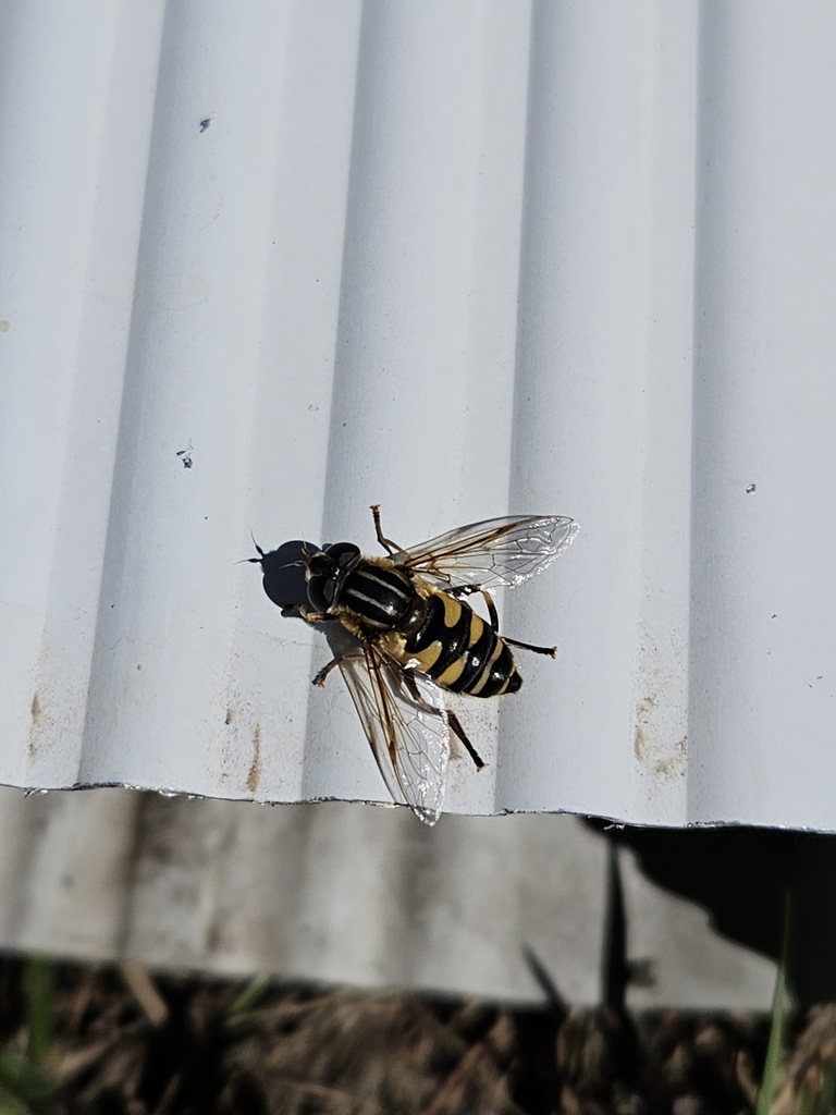Narrow-headed Marsh Fly from Crystal Bay Township, MN, USA on May 9 ...