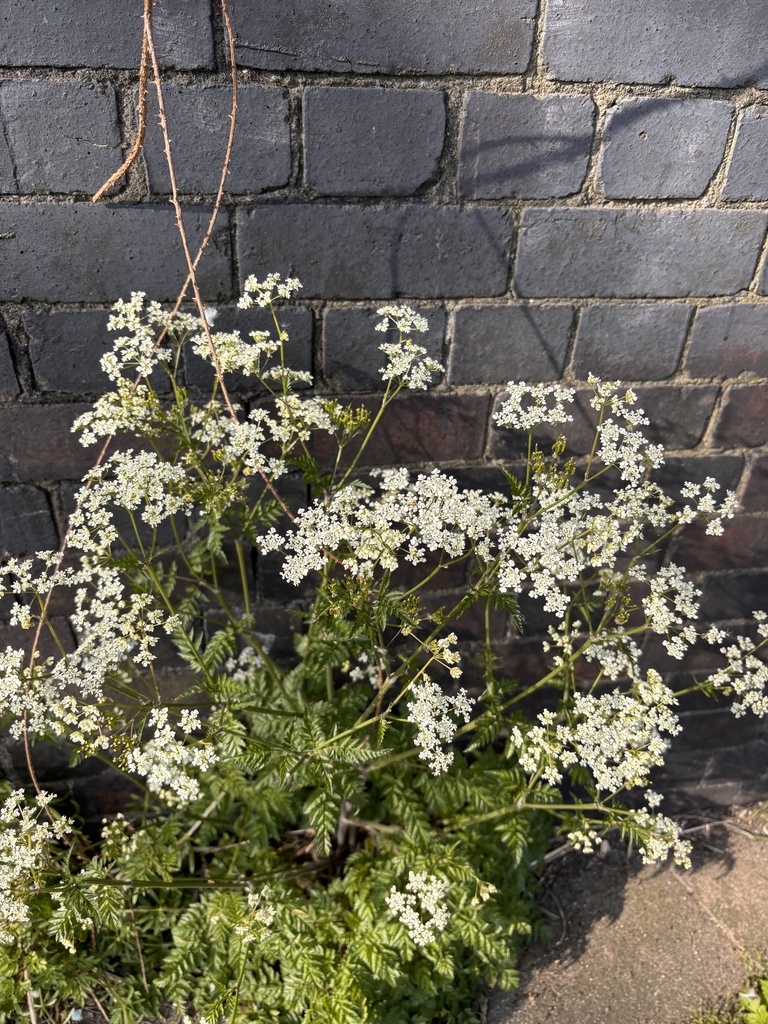 Cow Parsley from Hornby Blvd, Bootle, England, GB on May 9, 2024 at 05: ...