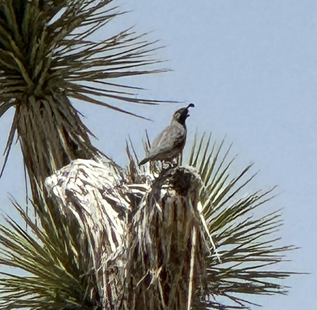 Gambel's Quail from San Bernardino County, CA, USA on May 8, 2024 at 12 ...