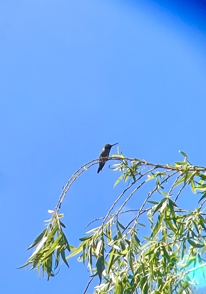 Anna's Hummingbird from University of Washington, Seattle, WA, US on ...