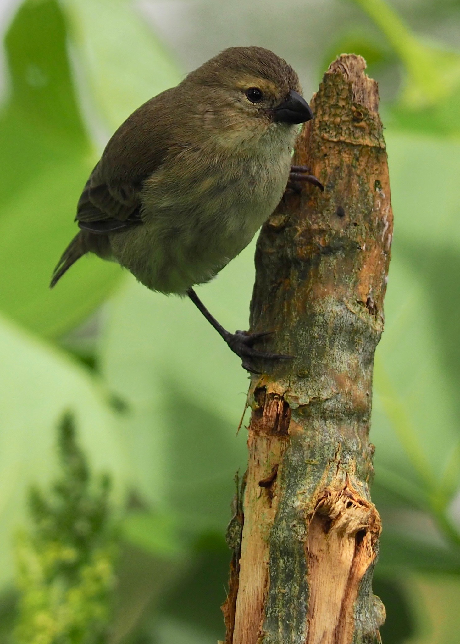 Mangrove Finch
