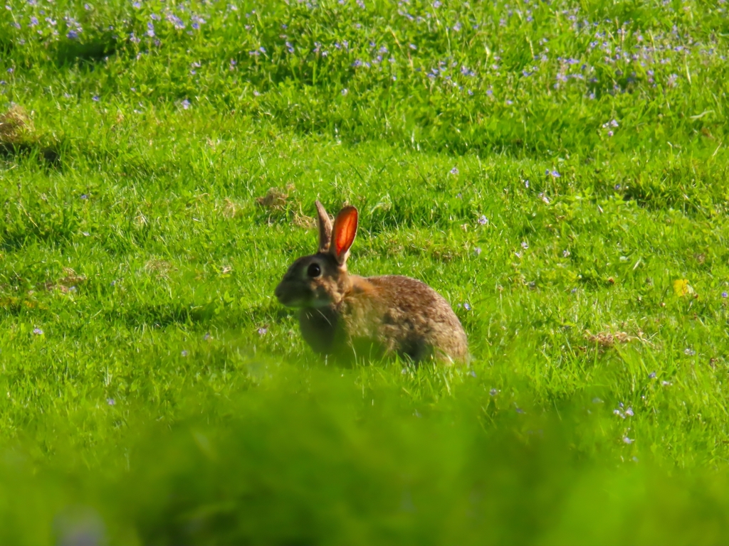 European Rabbit from Stroud GL6 7LU, UK on May 9, 2024 at 06:58 PM by ...
