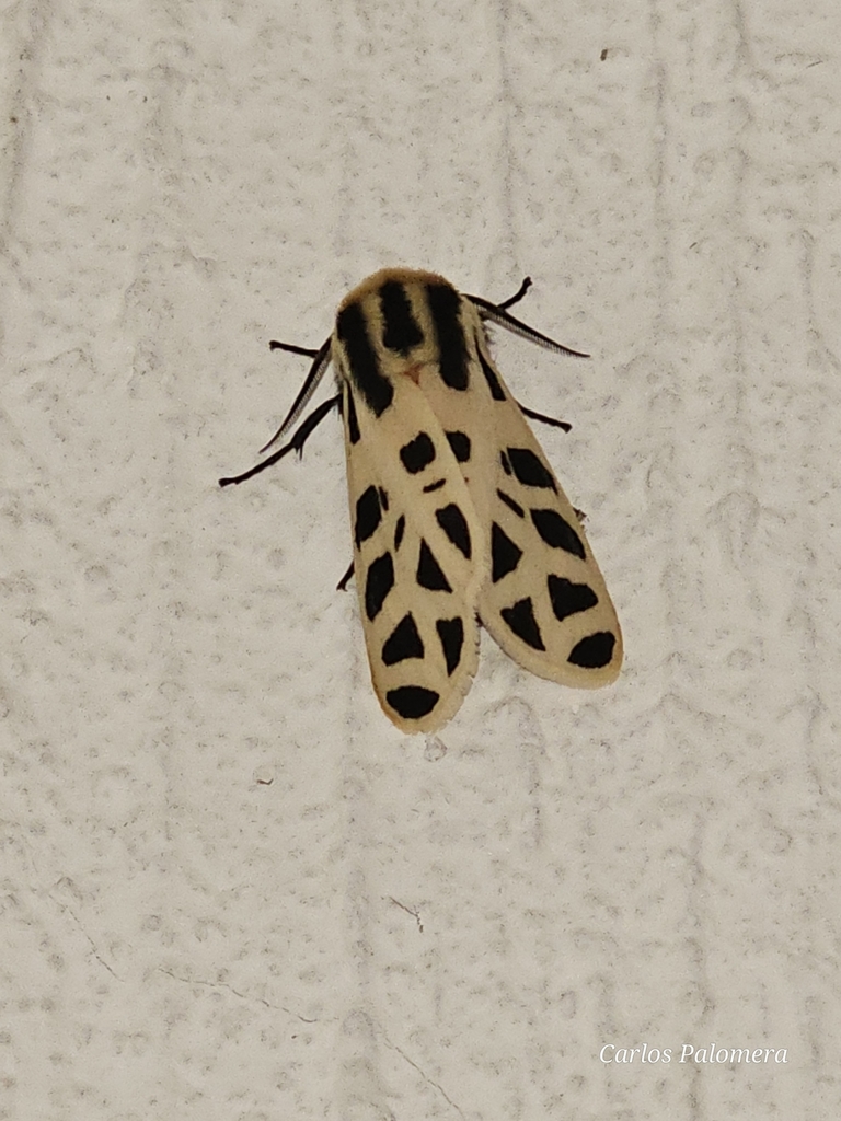 Mexican Tiger Moth from PREDIO LAS ANONAS CUCSUR,, El Tecolote, 48904 ...