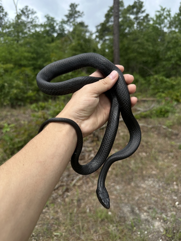 Northern Black Racer in May 2024 by Ty Williams · iNaturalist