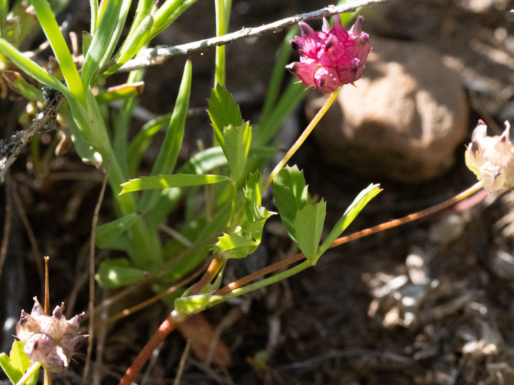 cowbag clover from San Diego County, CA, USA on May 7, 2024 at 09:04 AM ...
