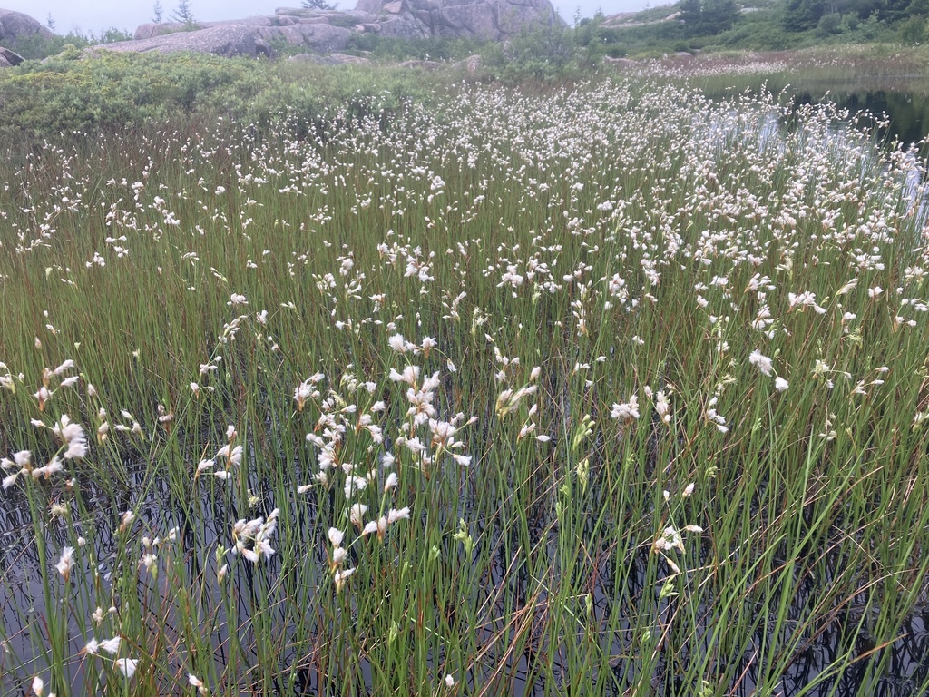 Rough Cotton-grass from Acadia National Park, Mount Desert, ME, US on ...