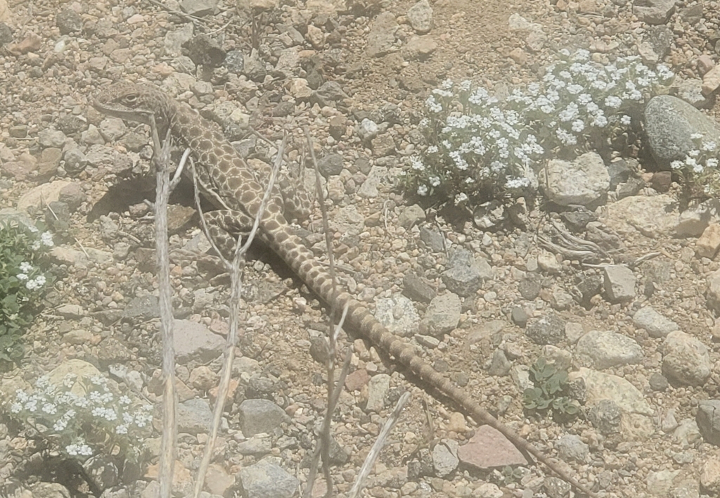 Long-nosed Leopard Lizard from Pinon Hills, CA 92372, USA on May 9 ...