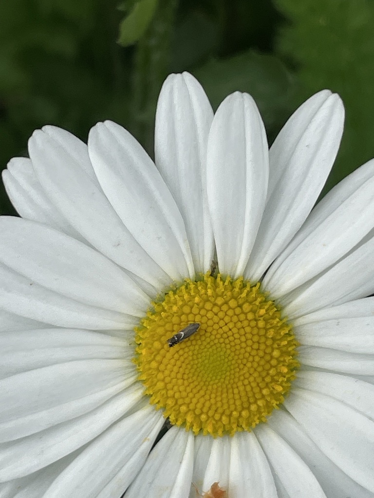 Cocksfoot Moth from Burntwood, UK on May 7, 2024 at 01:39 PM by ...