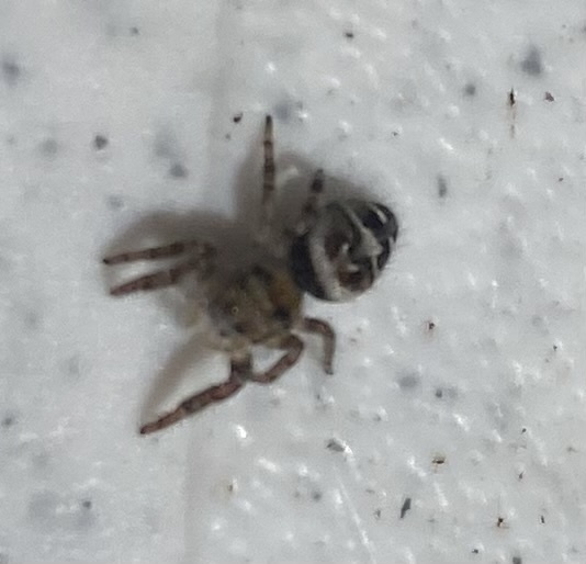 Carolina Jumping Spider from Clyde, TX, US on April 29, 2024 at 12:06 ...