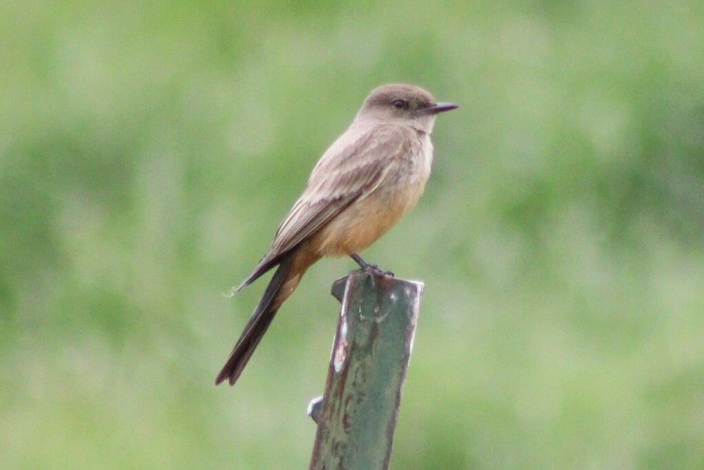 Northern Say's Phoebe from Baker County, OR, USA on May 4, 2024 at 02: ...