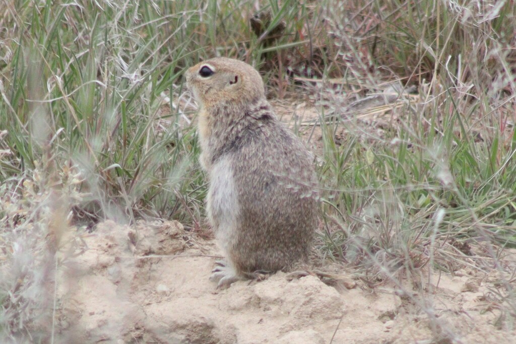 Urocitellus canus vigilis from Baker County, OR, USA on May 4, 2024 at ...