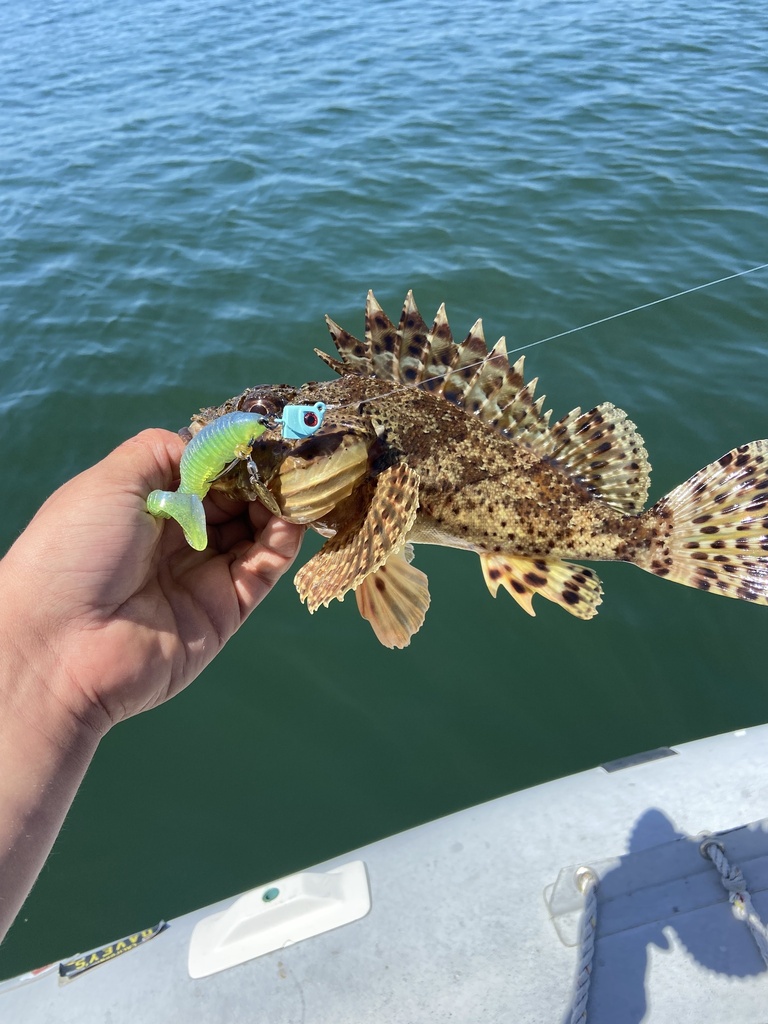 California Scorpionfish from Alamitos Bay, Long Beach, CA, US on May 7 ...