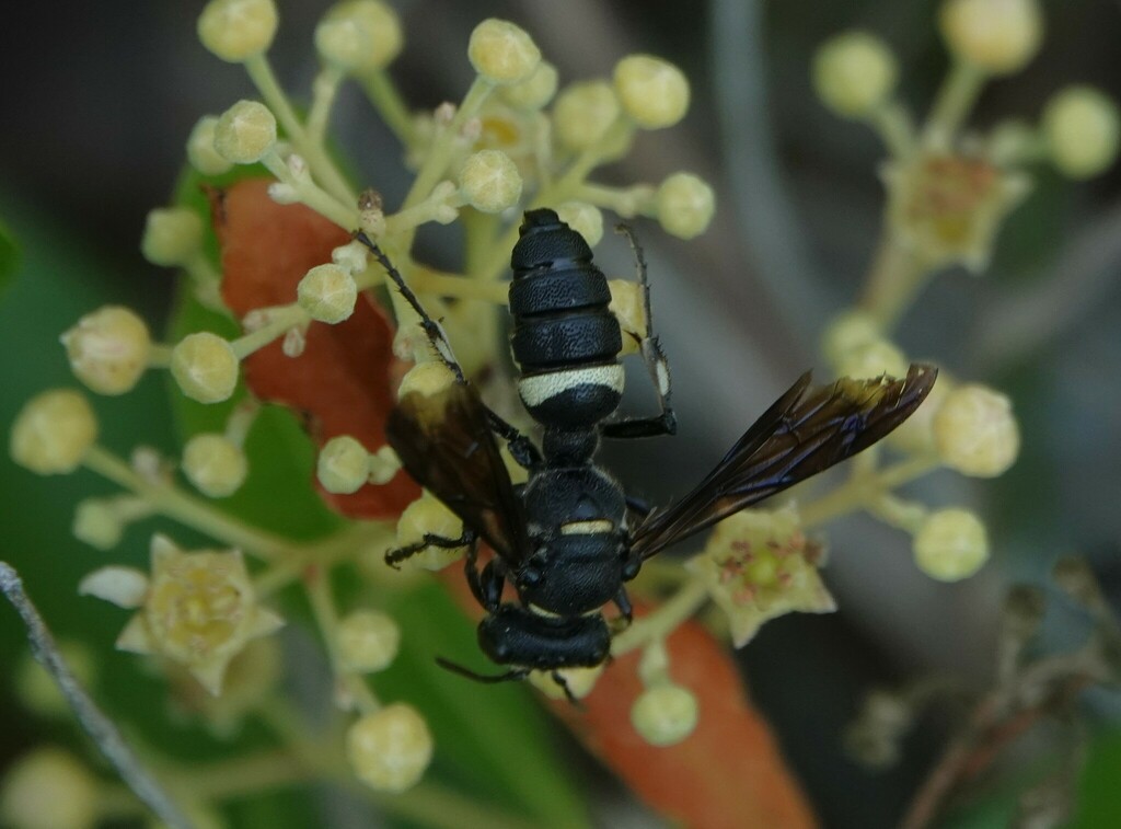 Smoky-winged Beetle Bandit Wasp from Pasco County, FL, USA on May 9 ...