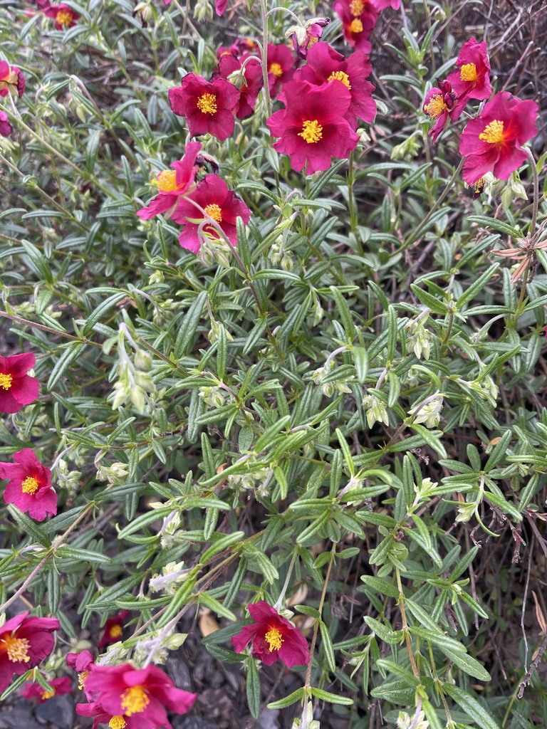 dwarf rock-roses from W Rose St, Walla Walla, WA, US on May 7, 2024 at ...