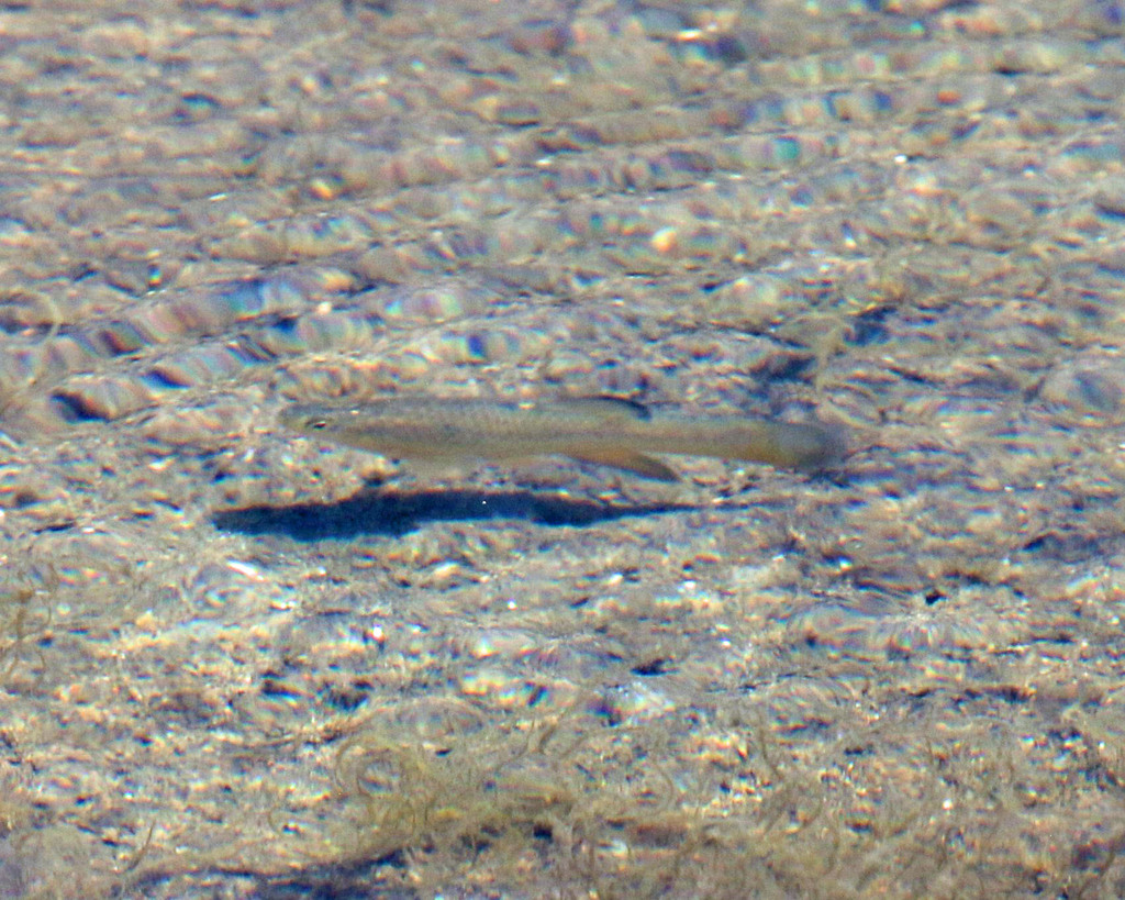 California Killifish from Orange County, CA, USA on May 1, 2024 at 12: ...