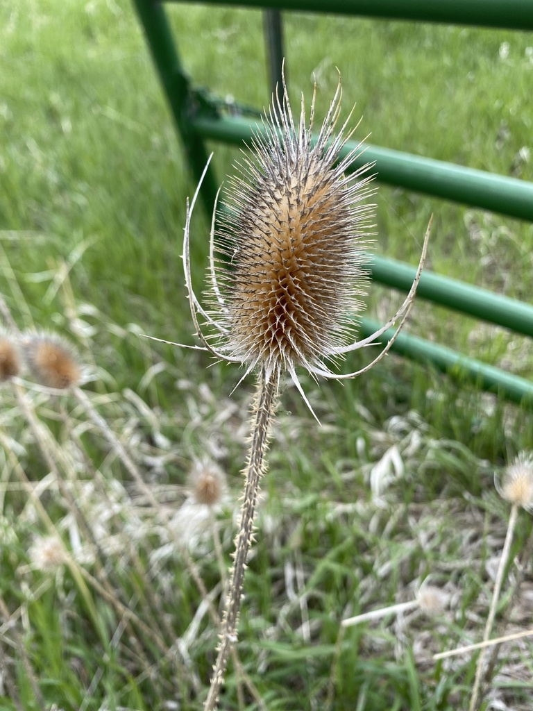 wild teasel from Walden Ponds Trail, Boulder, CO, US on May 9, 2024 at ...