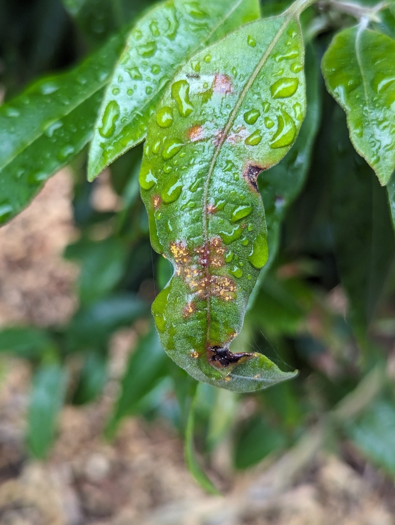 Myrtle Rust from Eveleigh NSW 2015, Australia on May 10, 2024 at 08:01 ...