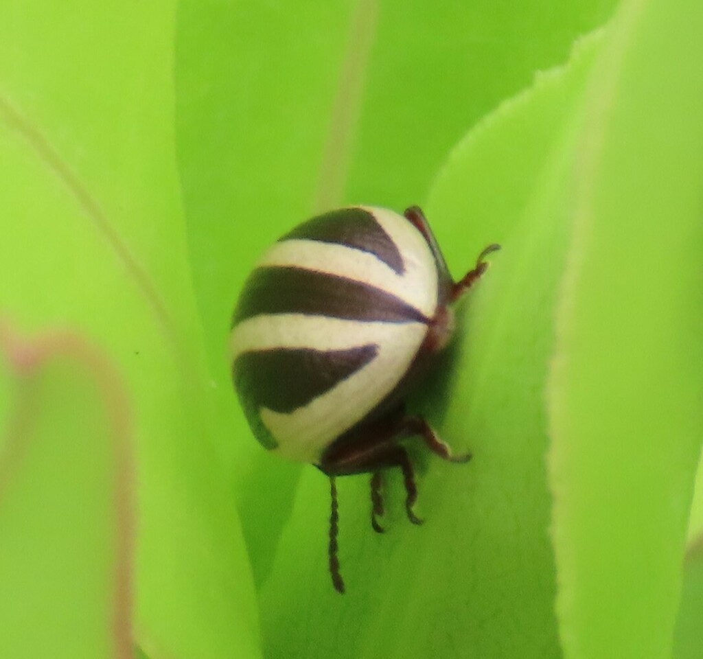 Coreopsis Beetle from Rosenberg, TX, USA on May 9, 2024 at 10:29 AM by ...