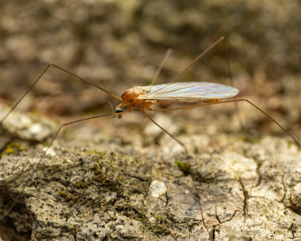 Antocha from Rock Creek Park, District of Columbia, District of ...
