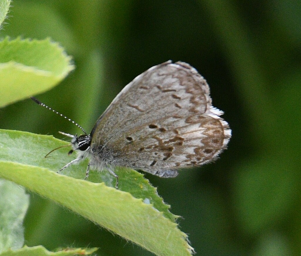 Northern Azure from Peterborough County, ON, Canada on May 3, 2024 at ...