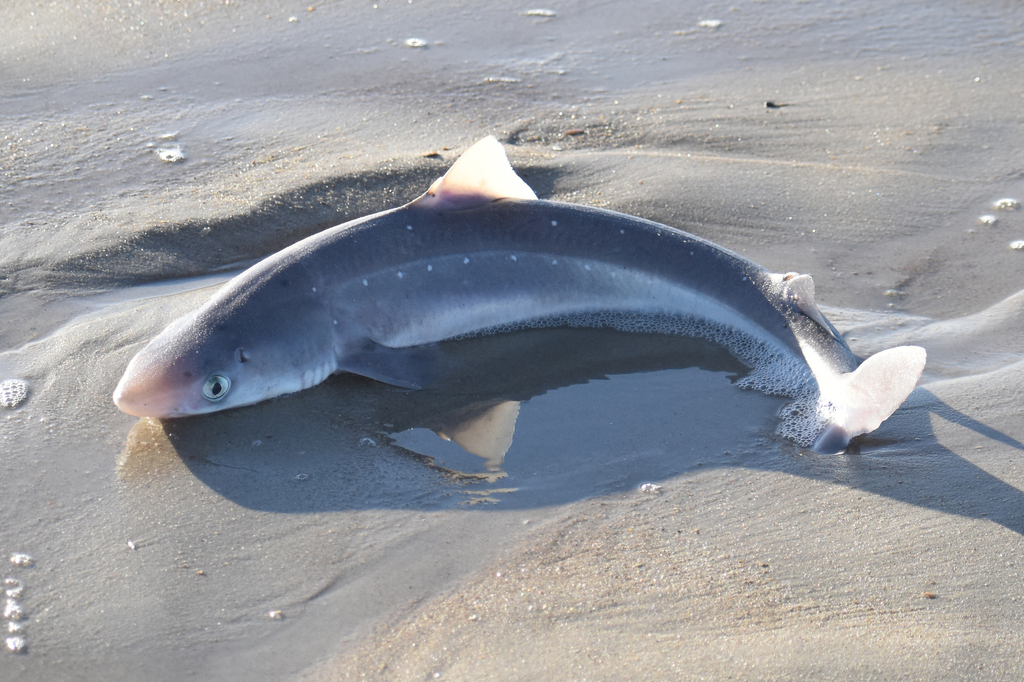 White-spotted Dogfish in April 2024 by Peter Jessen · iNaturalist