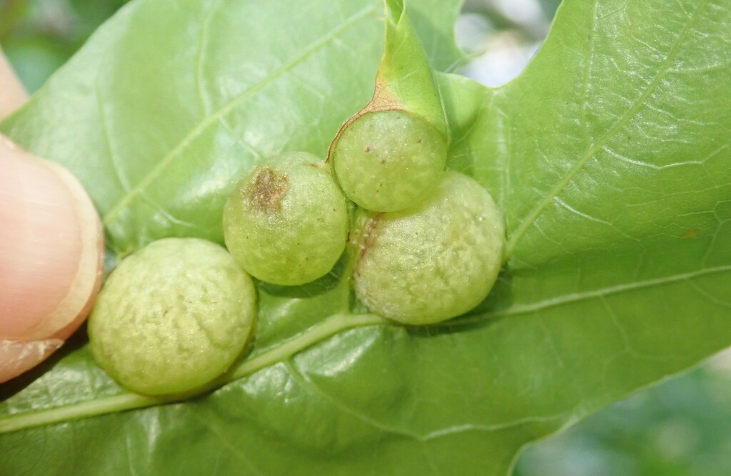 Succulent Oak Gall Wasp from Arlington Forest, Arlington, VA, USA on ...