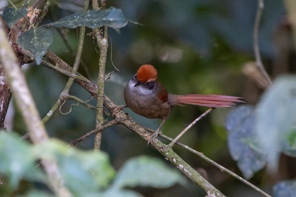 Rufous-capped Spinetail from Parque Linear Córrego do Bispo, São Paulo ...