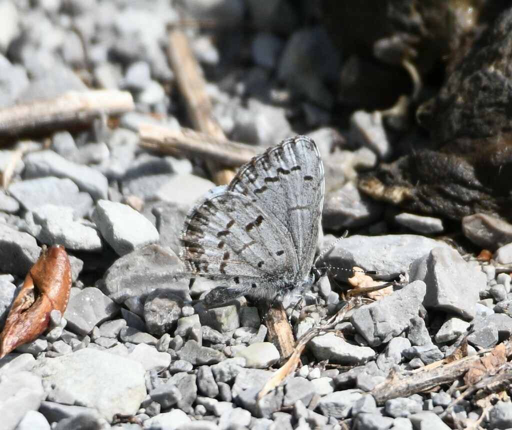 Northern Azure from Peterborough County, ON, Canada on May 3, 2024 at ...