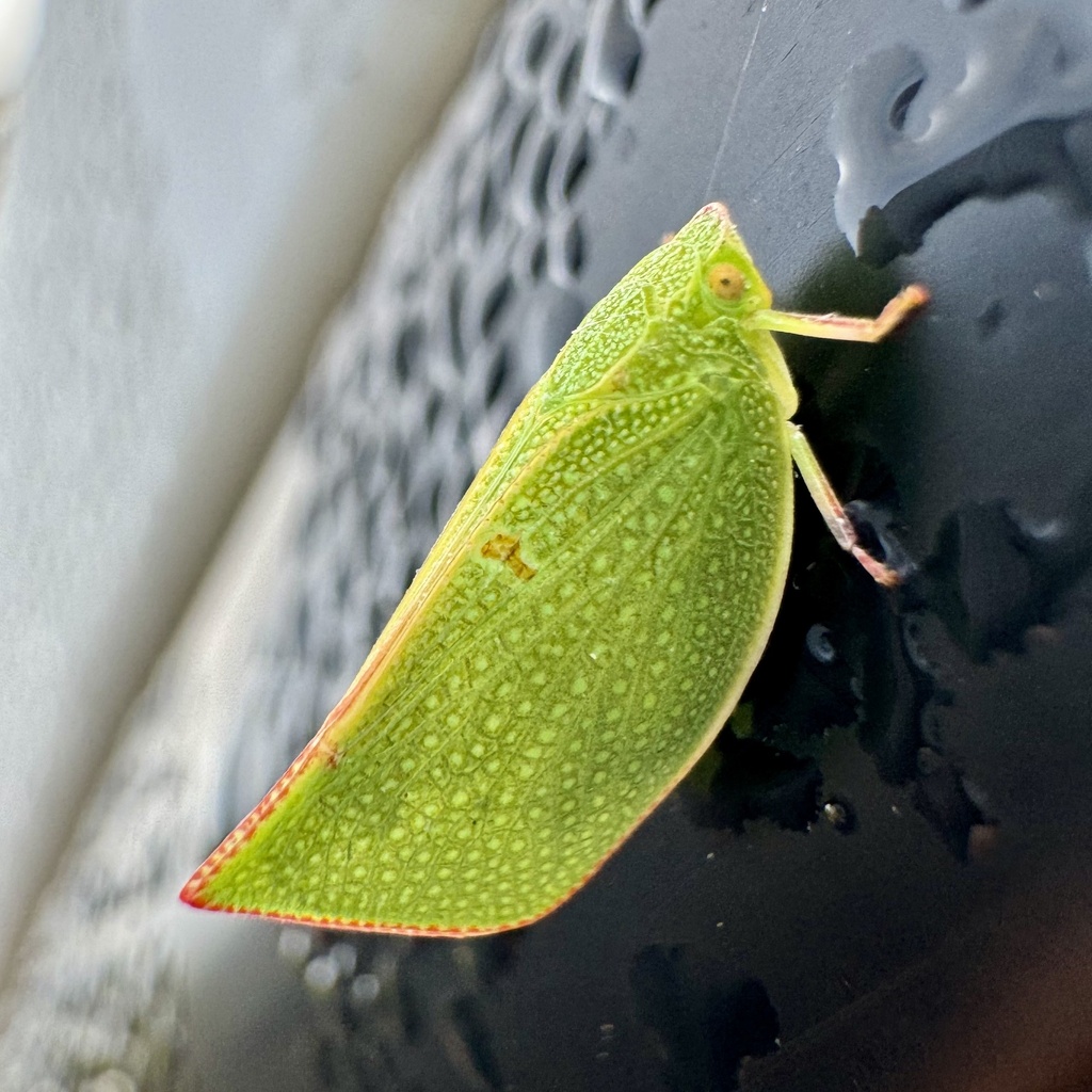 Siphanta from Illsley Dr, Shadforth, WA, AU on May 9, 2024 at 07:48 AM ...