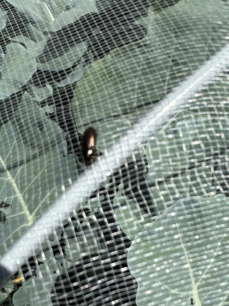 Ground Beetles from W 166th Terr, Overland Park, KS, US on May 9, 2024 ...