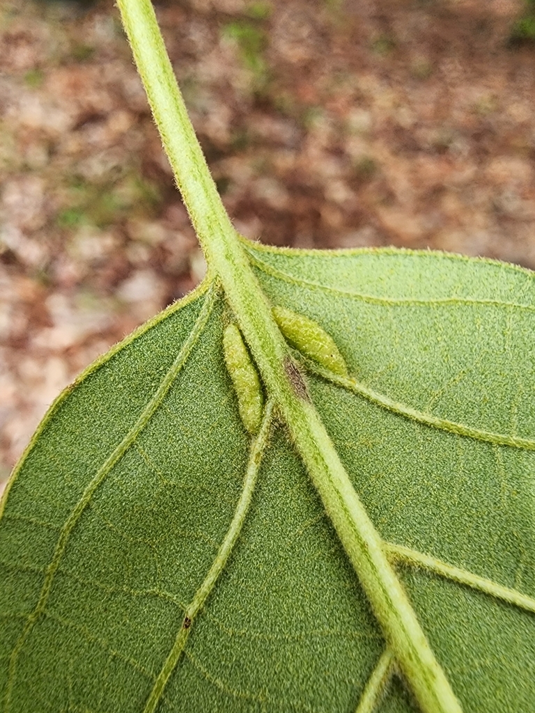 Oak Vein Pocket Gall Midge from Elgin, SC, USA on May 9, 2024 at 05:27 ...