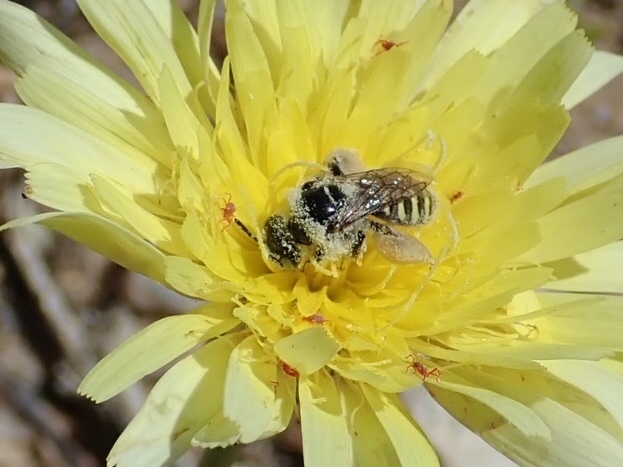 Calliopsis puellae from Excelsior Mine Rd, Nipton, CA, US on May 2 ...