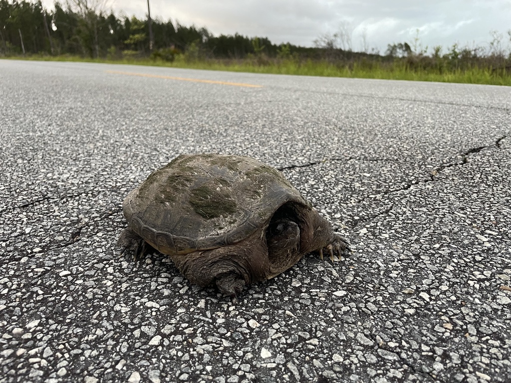 Common Snapping Turtle from Gardi Rd, Jesup, GA, US on May 9, 2024 at ...
