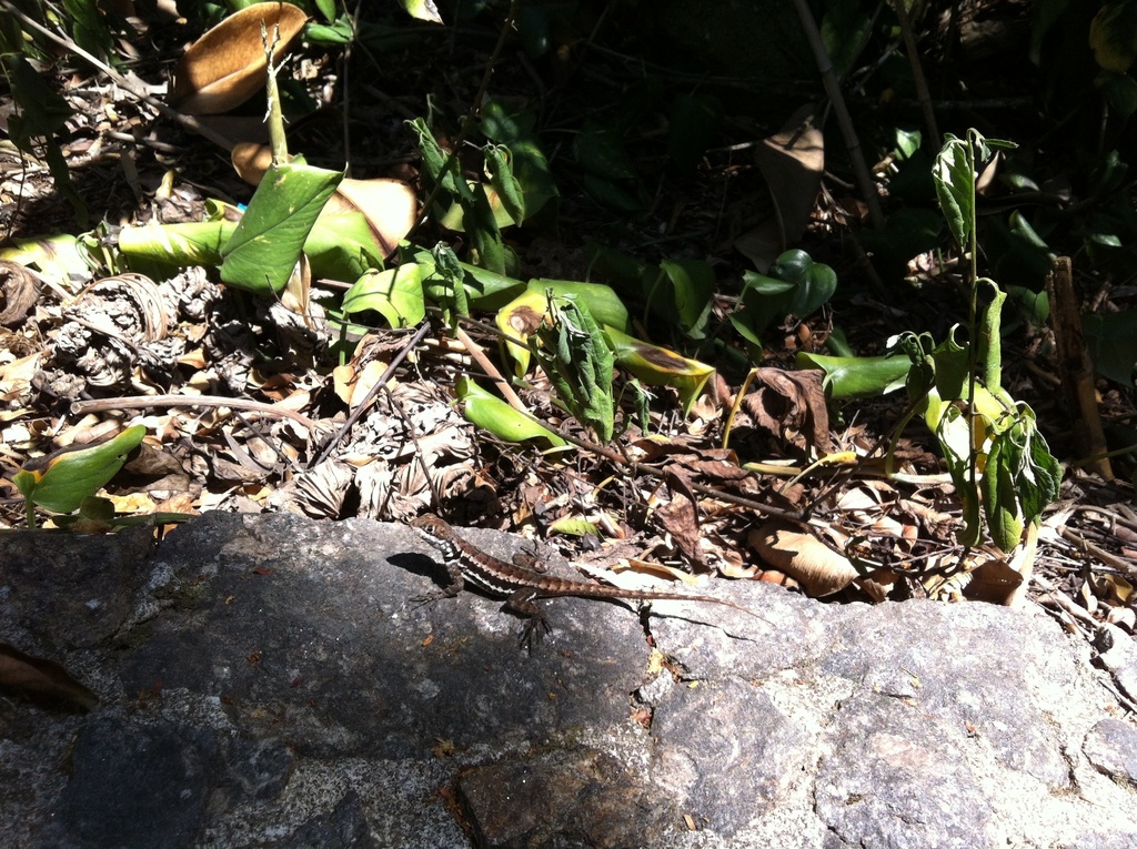 Amazon Lava Lizard from Tijuca National Park, Rio de Janeiro, RJ, BR on ...
