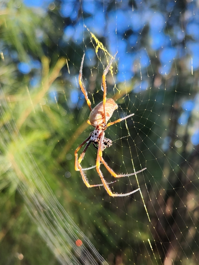 Tiger Spider from Geoff Skinner Wetlands entrance, G65W+MQT, Wellington ...