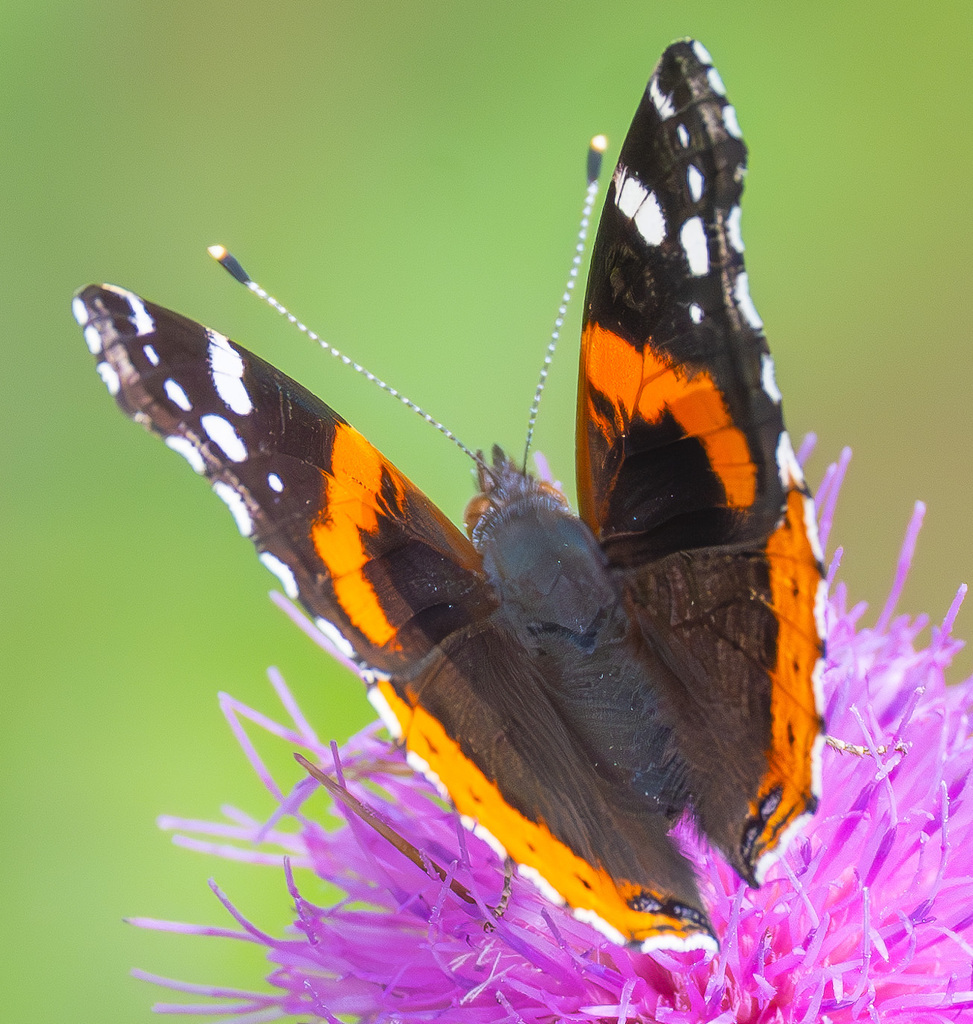 Red Admiral from Weatherford, TX 76088, USA on May 09, 2024 at 10:23 AM ...