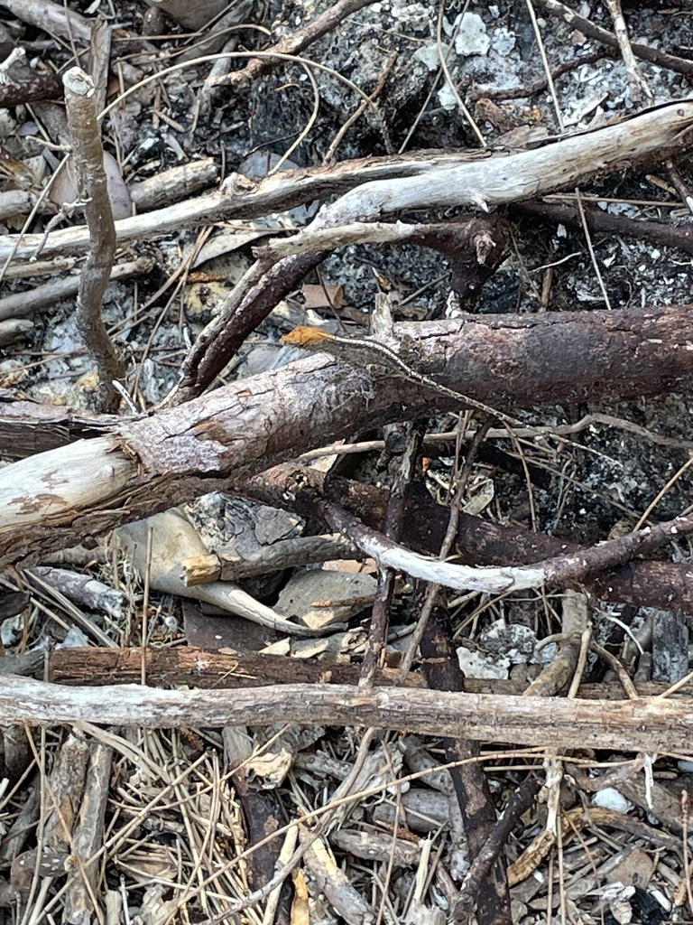 Brown Anole from Roberts Bay, Siesta Key, FL, US on May 9, 2024 at 04: ...
