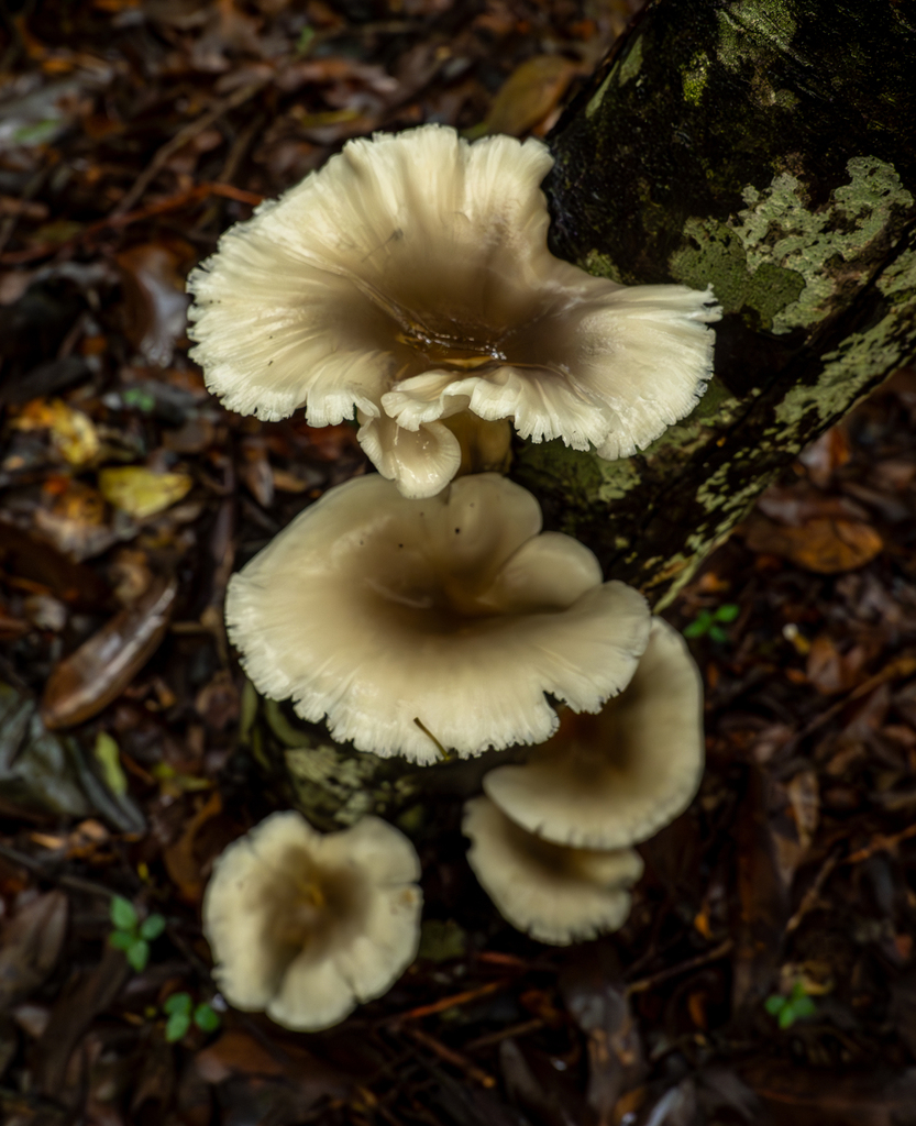 ghost fungus from Gerroa NSW 2534, Australia on May 9, 2024 at 11:55 AM ...