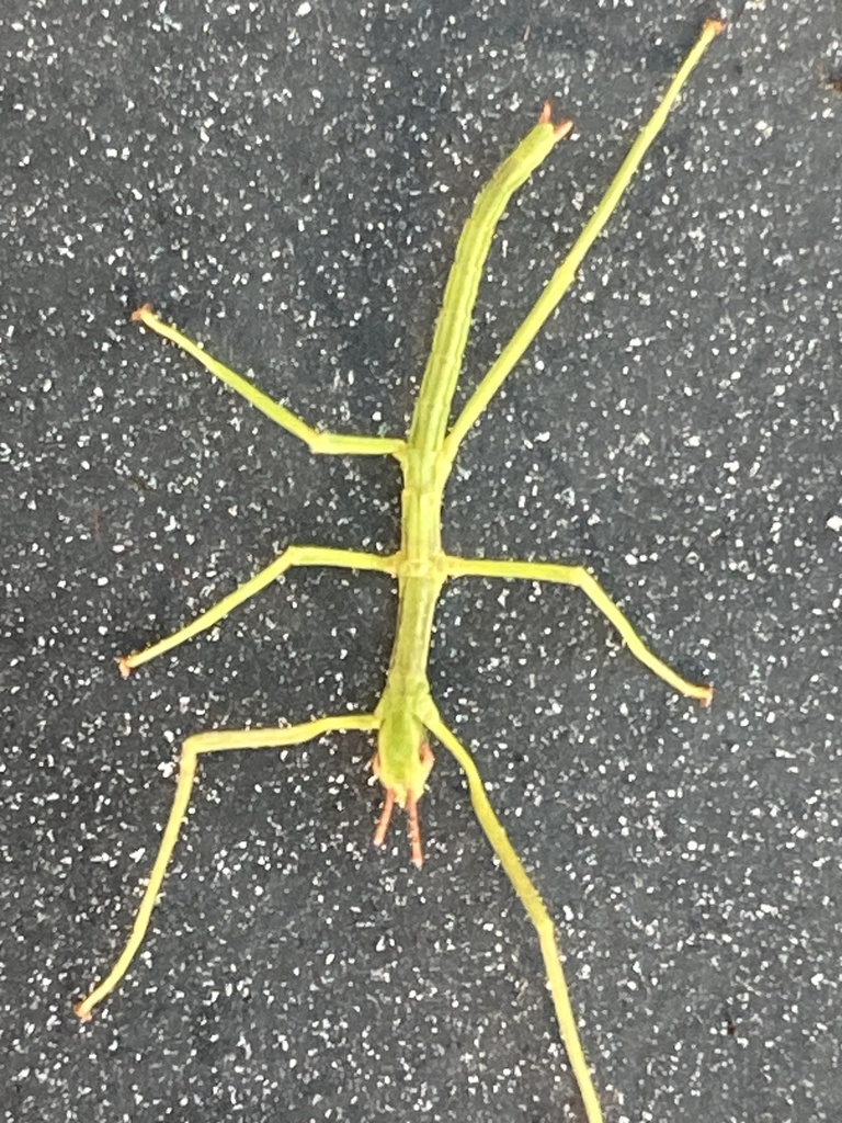 Margin-winged Stick Insect from Burraneer Rd, Coomba Park, NSW, AU on ...