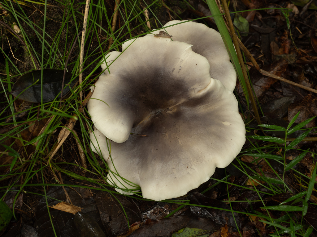 ghost fungus from Gerroa NSW 2534, Australia on May 9, 2024 at 12:16 PM ...