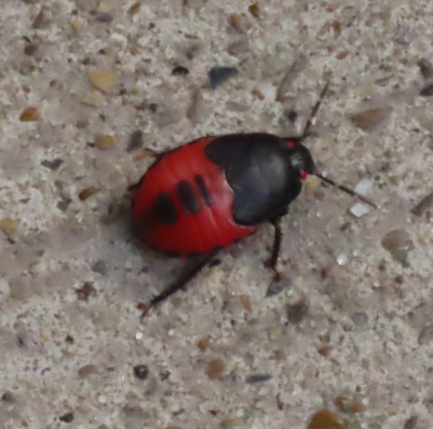 Red-eyed Burrowing Bug from Bentsen-Rio Grande Valley State Park, 2800 ...