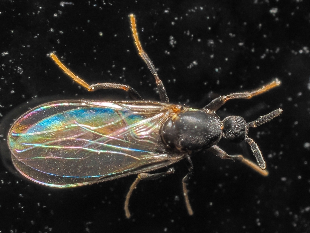 Coboldia fuscipes from 香港火炭 on May 10, 2024 at 06:43 AM by siuyeung ho ...