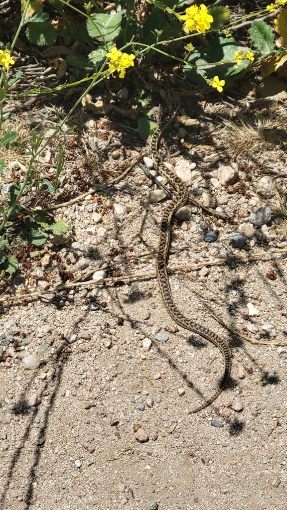 Gopher Snake from Pasadena, CA 91107, USA on May 9, 2024 at 12:36 PM by ...