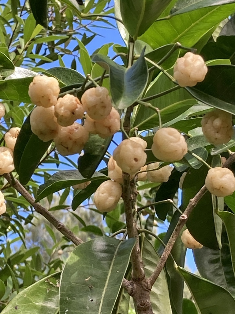 Lemon aspen from Northey St, Windsor, QLD, AU on May 8, 2024 at 10:16 ...