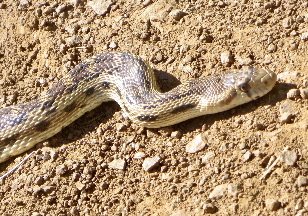 Gopher Snake from Mount Diablo State Park, Clayton, CA, US on May 9 ...