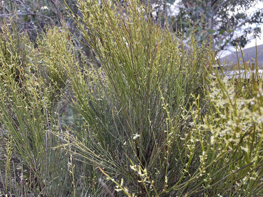 Pale Currant Bush from Tasman National Park, Cape Pillar, TAS, AU on ...